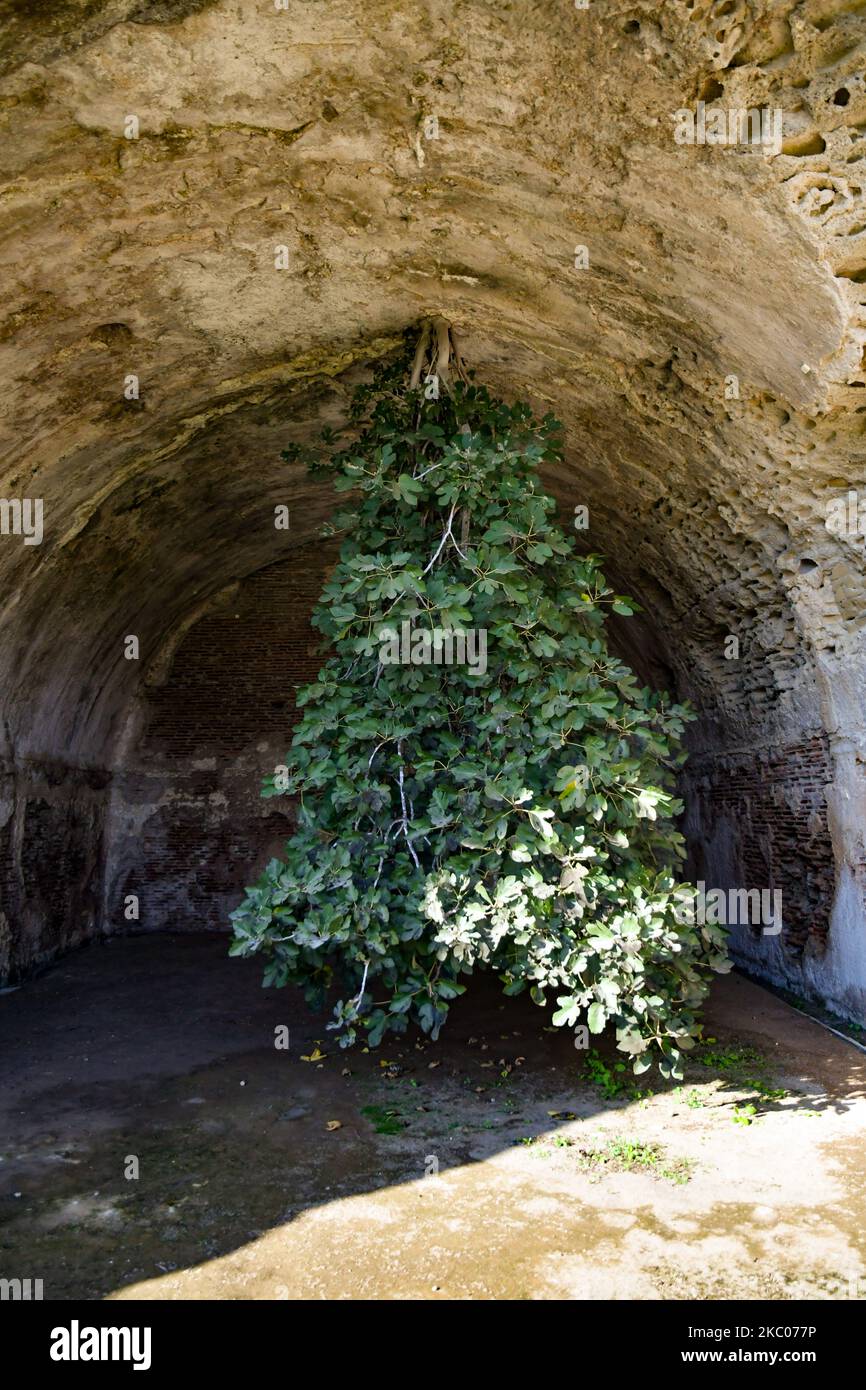 A tree grown upside down in a cave in the ancient Roman baths of Baia ...