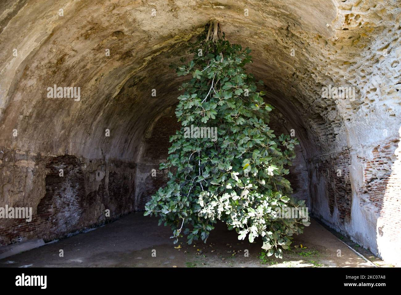 A tree grown upside down in a cave in the ancient Roman baths of Baia ...