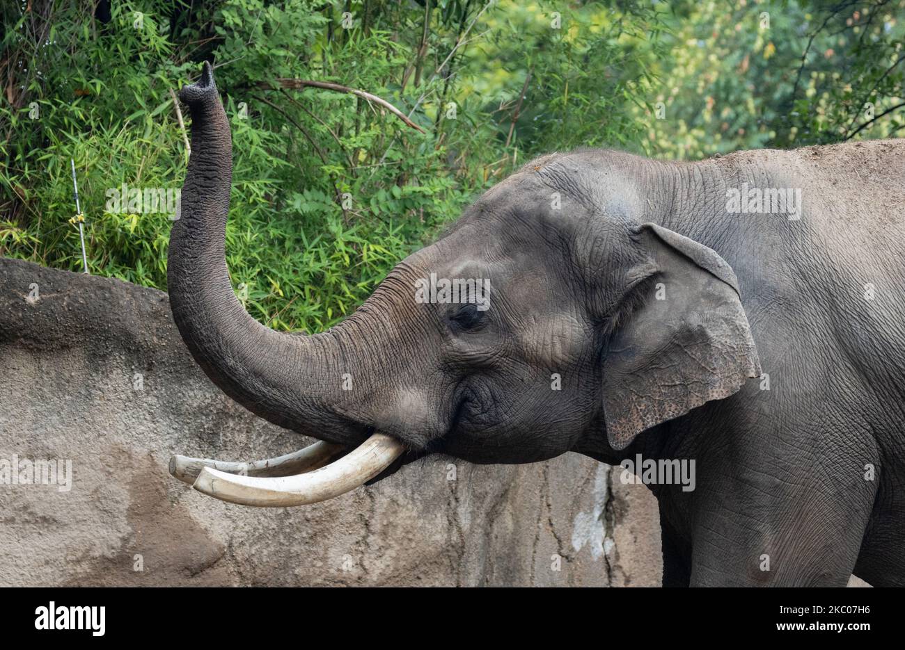 The Indian elephant (Elephas maximus indicus) eating tree leaves in a ...