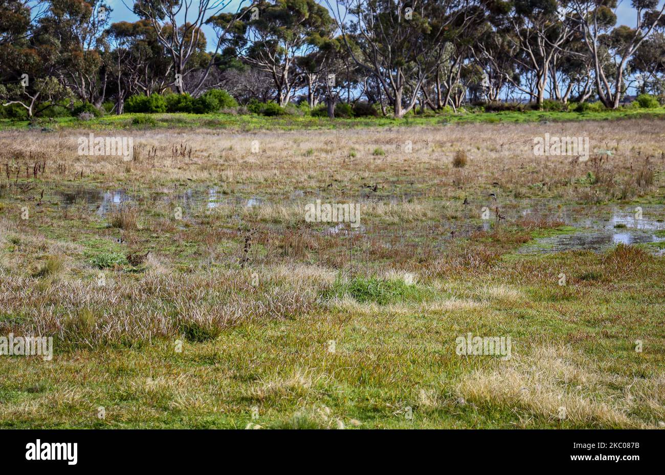 A dooto (Eucalyptus wandoo) tree forest in front of a small pond with a ...
