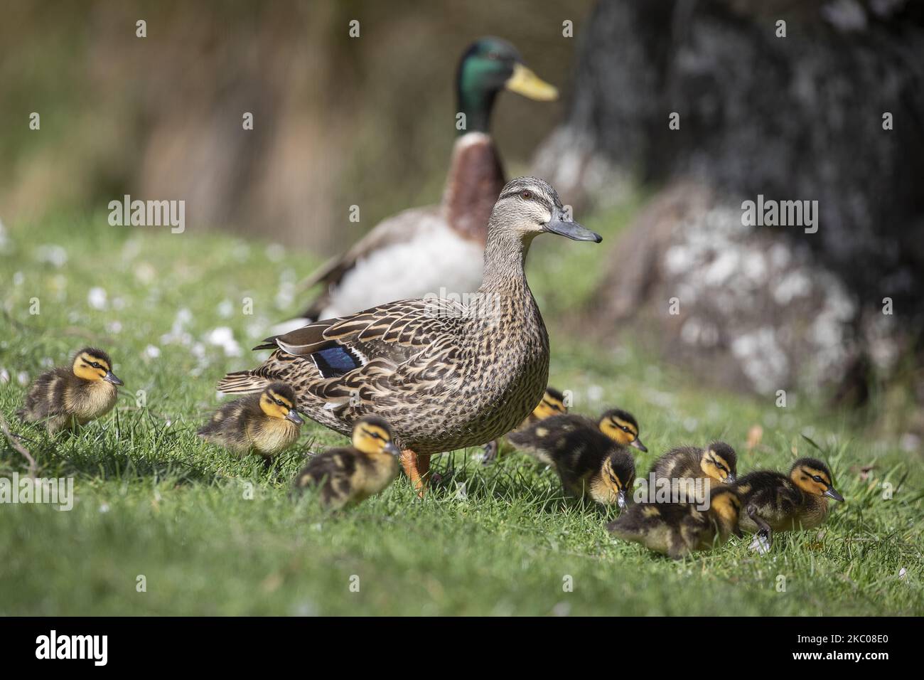 A Grey Duck and her ducklingsÂ walk along a meadow by the lakeÂ during ...