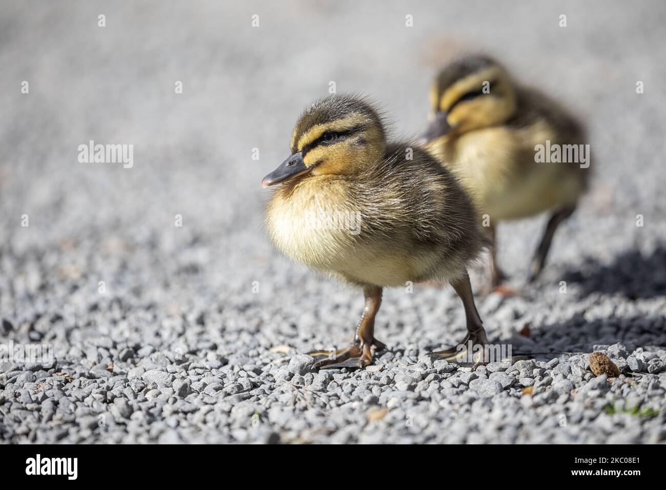 Grey Ducklings walk along a cycle path during spring weatherÂ at North ...