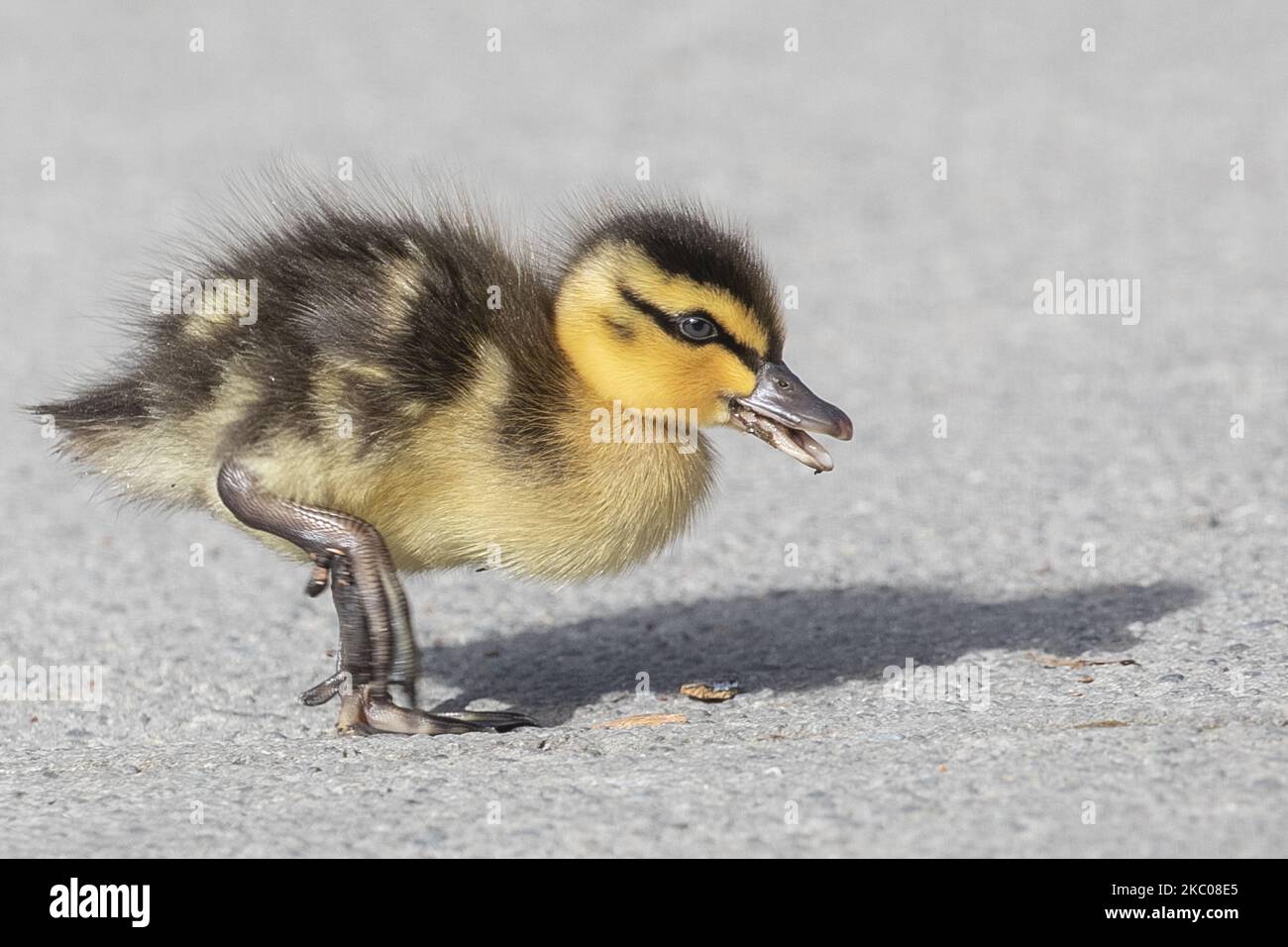 A Grey ducklingÂ walkz along a cycle path during spring weatherÂ at ...
