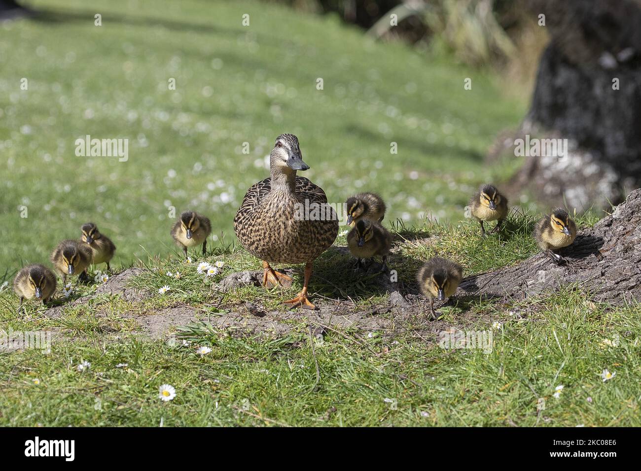 A Grey Duck and her ducklingsÂ walk along a meadow by the lakeÂ during ...