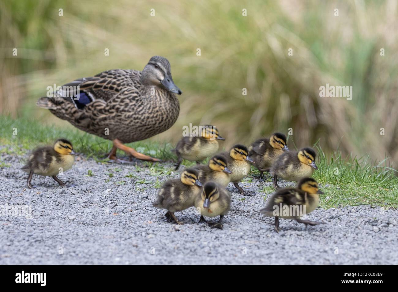 Grey ducklings hi-res stock photography and images - Alamy