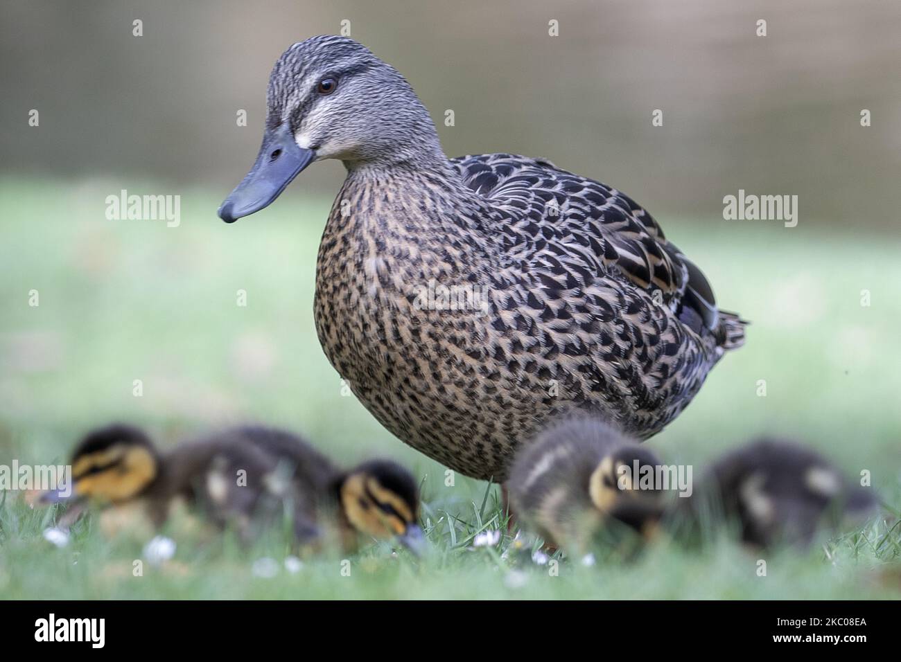 A Grey Duck and her ducklingsÂ walk along a meadow by the lakeÂ during ...