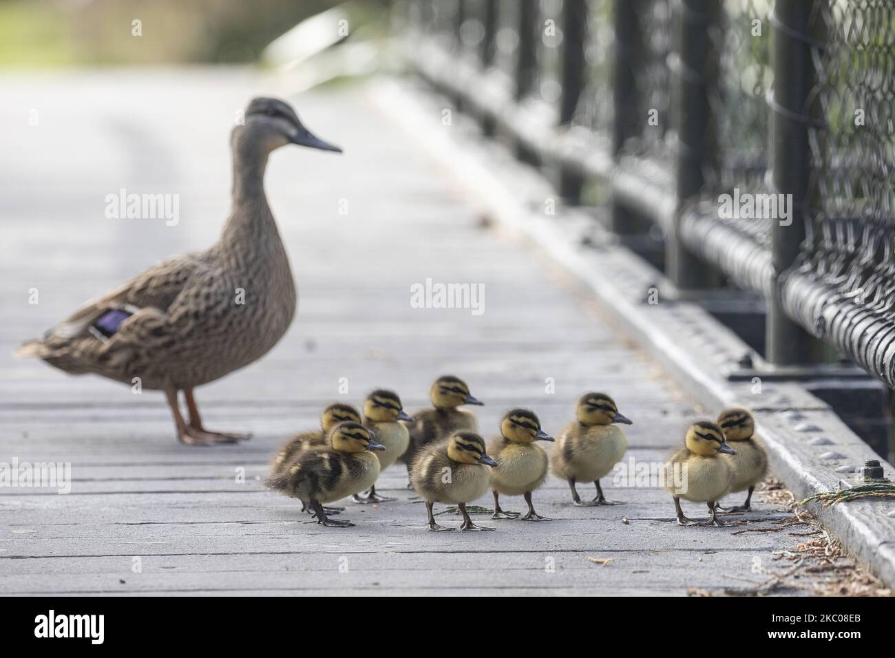 Grey ducklings hi-res stock photography and images - Alamy