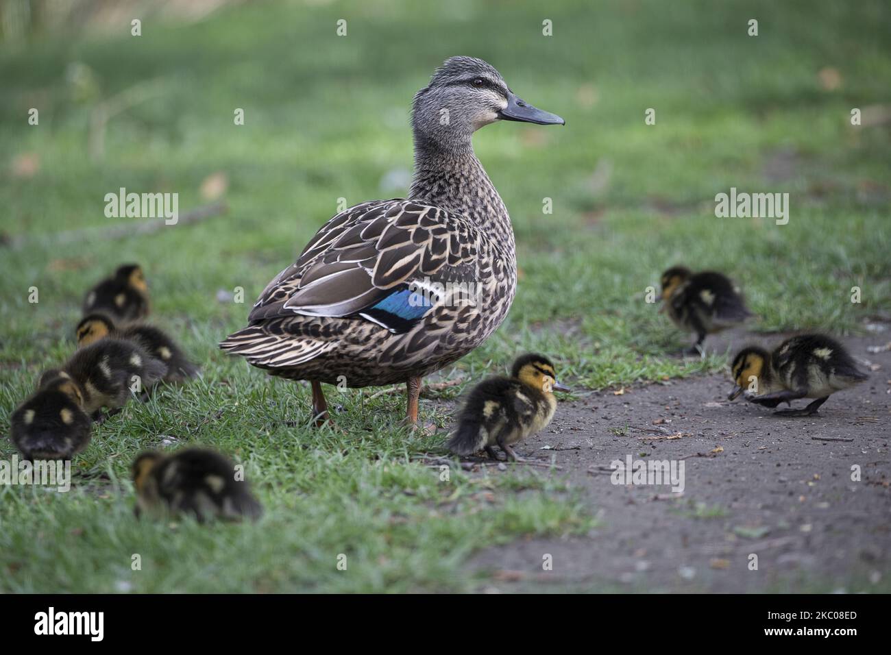 A Grey Duck and her ducklingsÂ walk along a meadow by the lakeÂ during ...