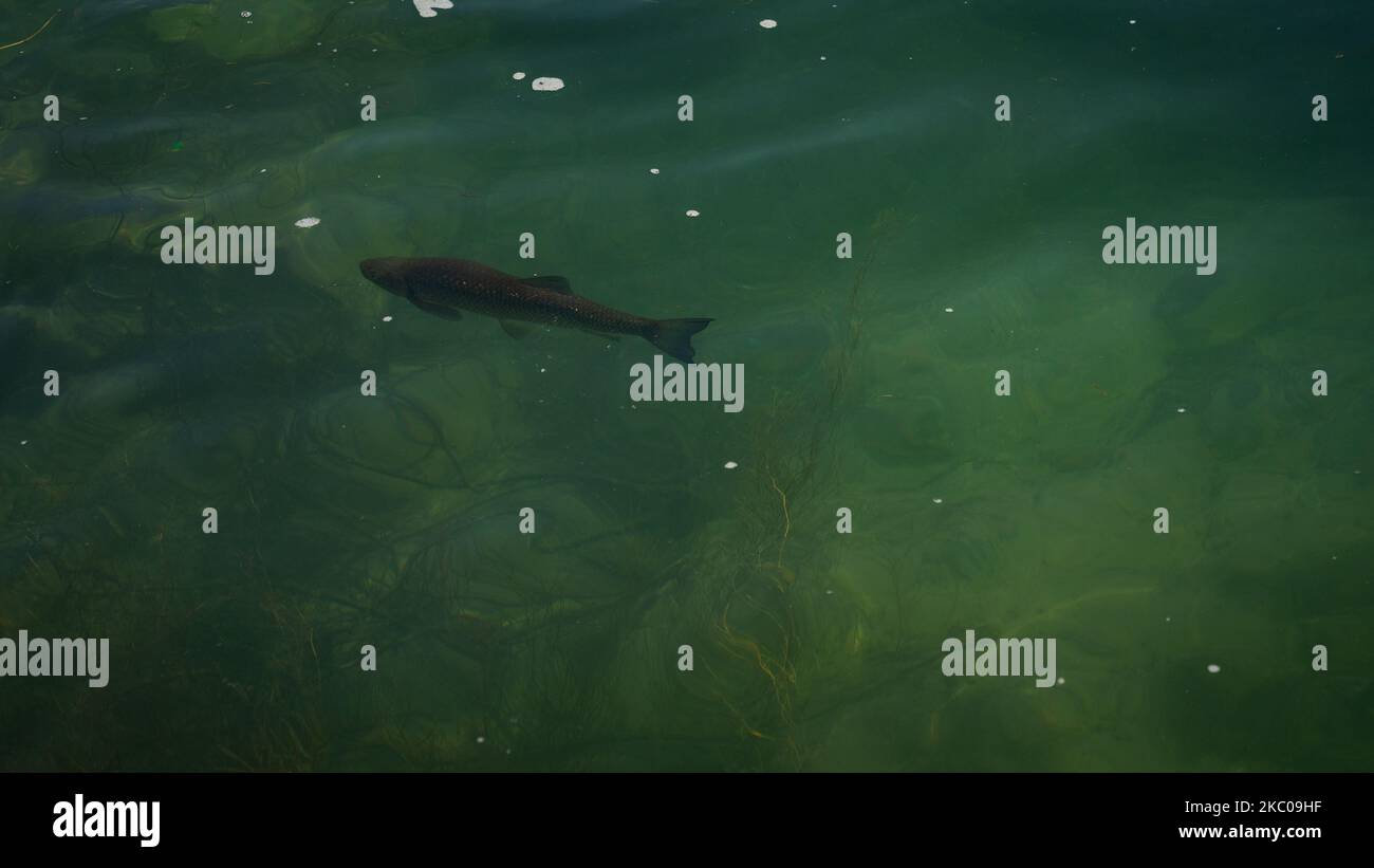 A high angle shot of a fish swimming in the Rhein river, Switzerland ...
