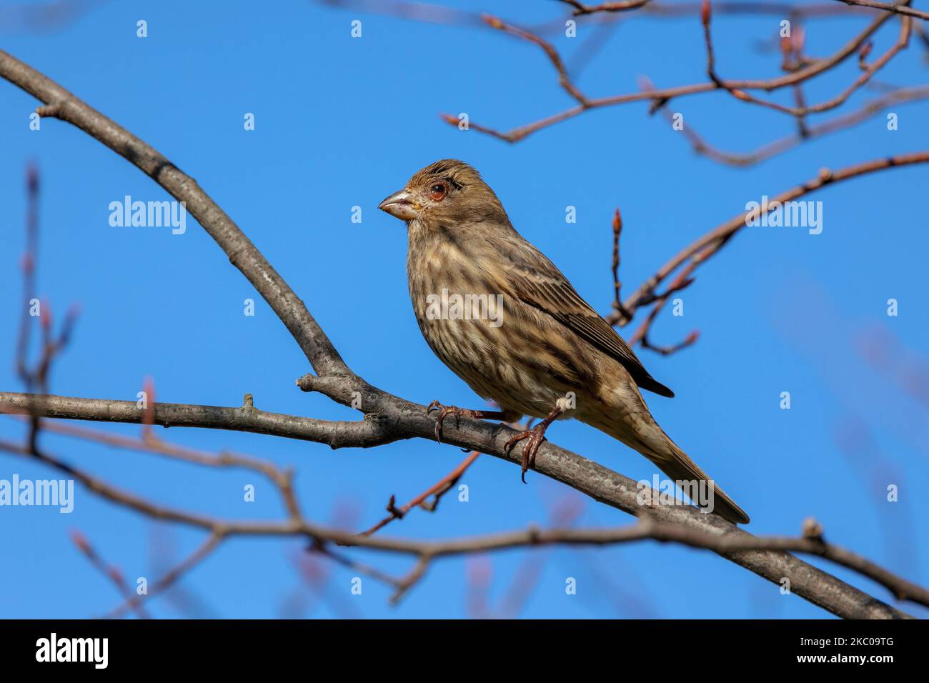 Conjunctivitis hi-res stock photography and images - Alamy