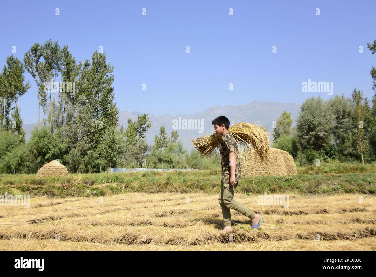 A Kashmiri boy carries rice hay in a rice field during harvesting ...