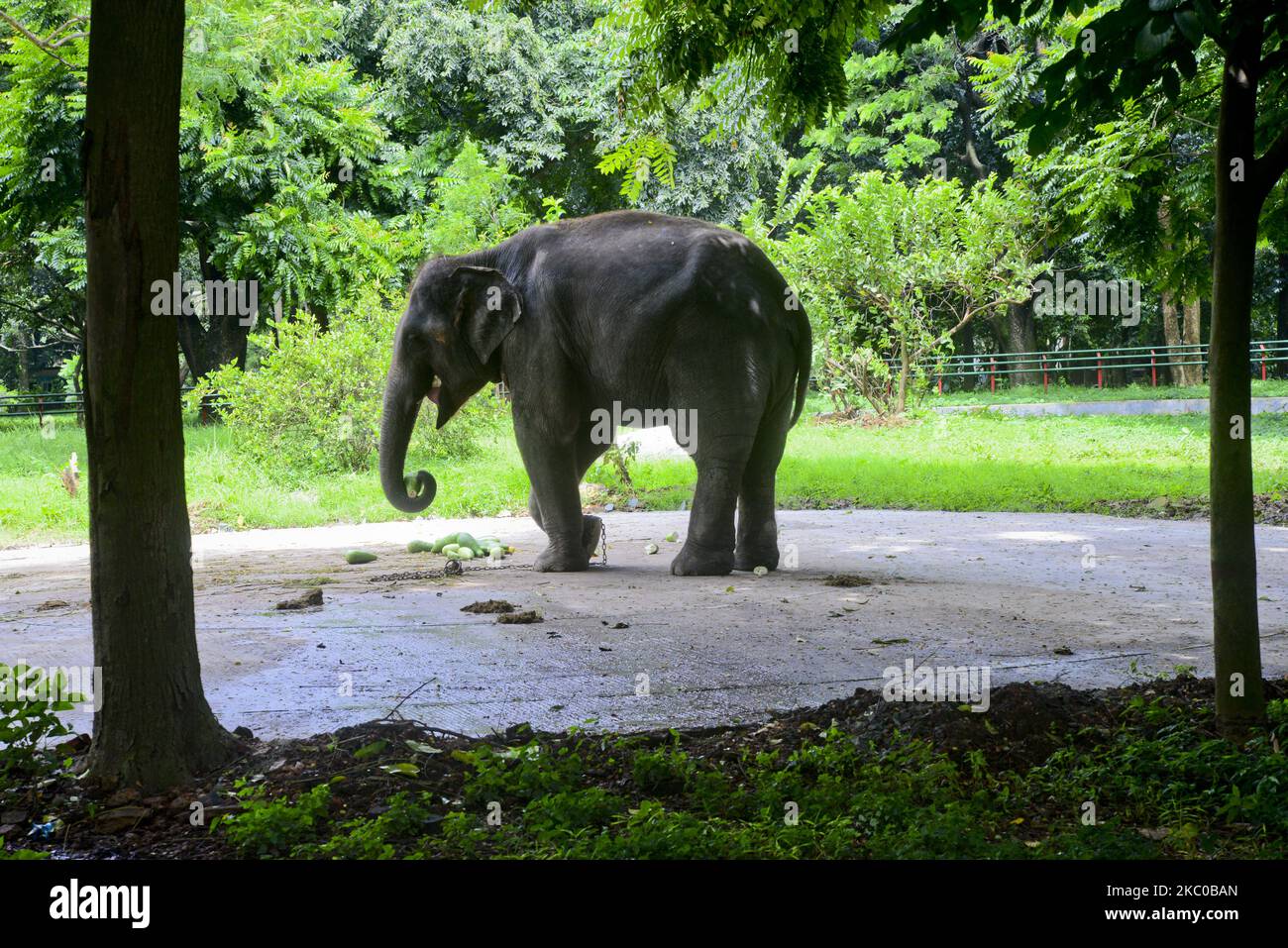 Elephant seen in an enclosure in Dhaka zoo closed as a measure due to ...