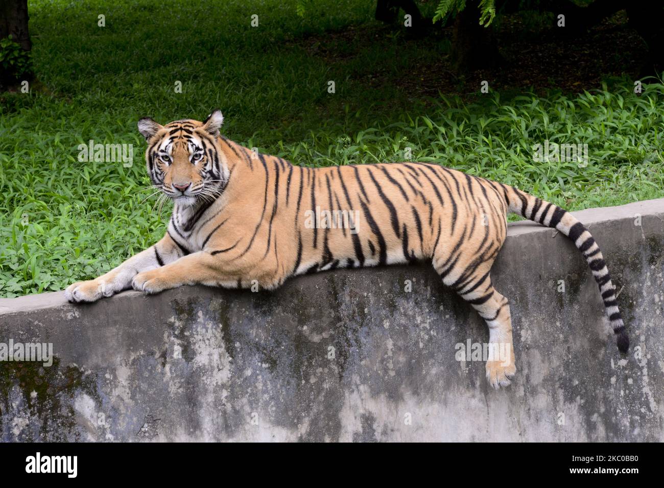 Royal bengal tiger bangladesh hi-res stock photography and images - Alamy