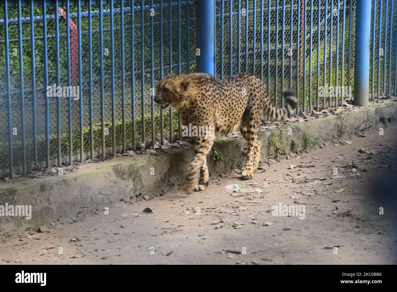 The leopard seen in an enclosure in Dhaka zoo closed as a measure due ...