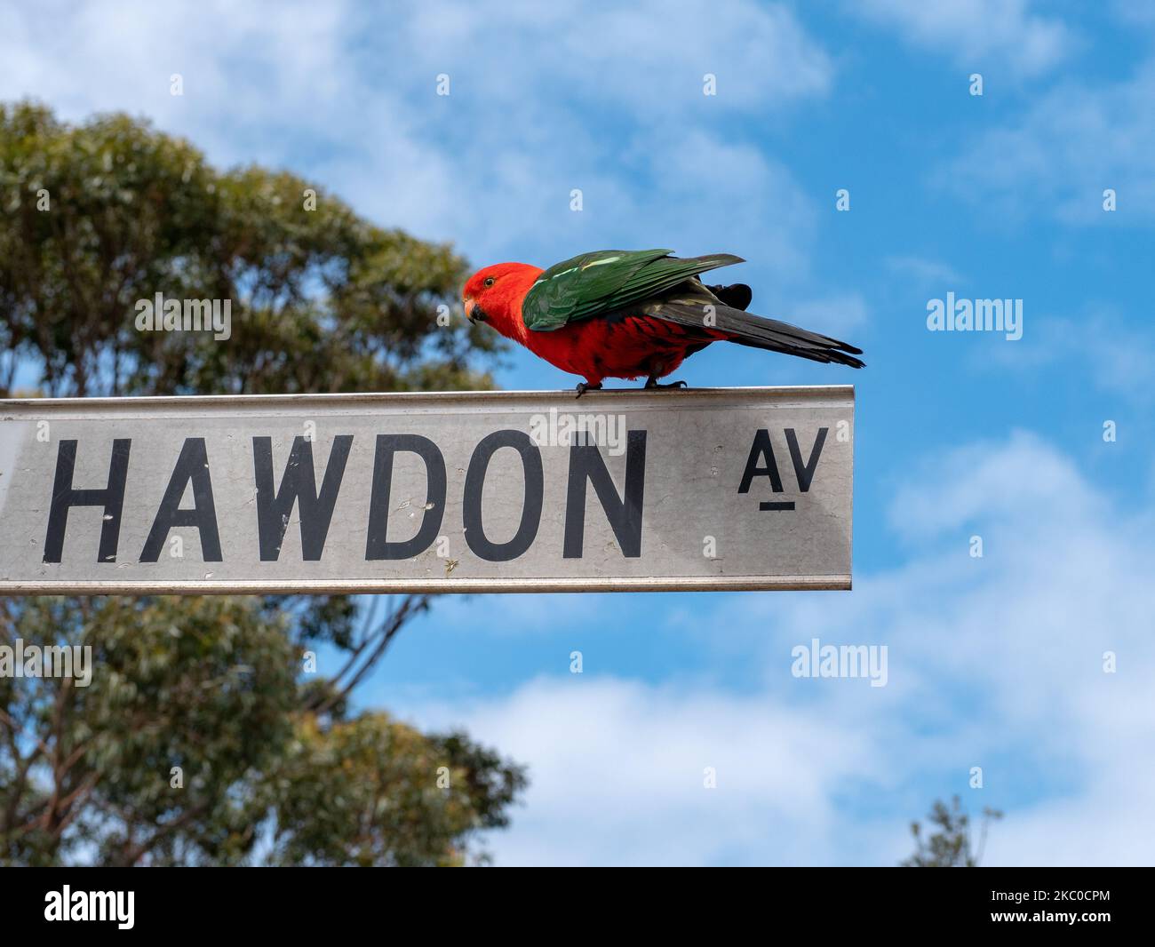 Parrot sign hi-res stock photography and images - Alamy