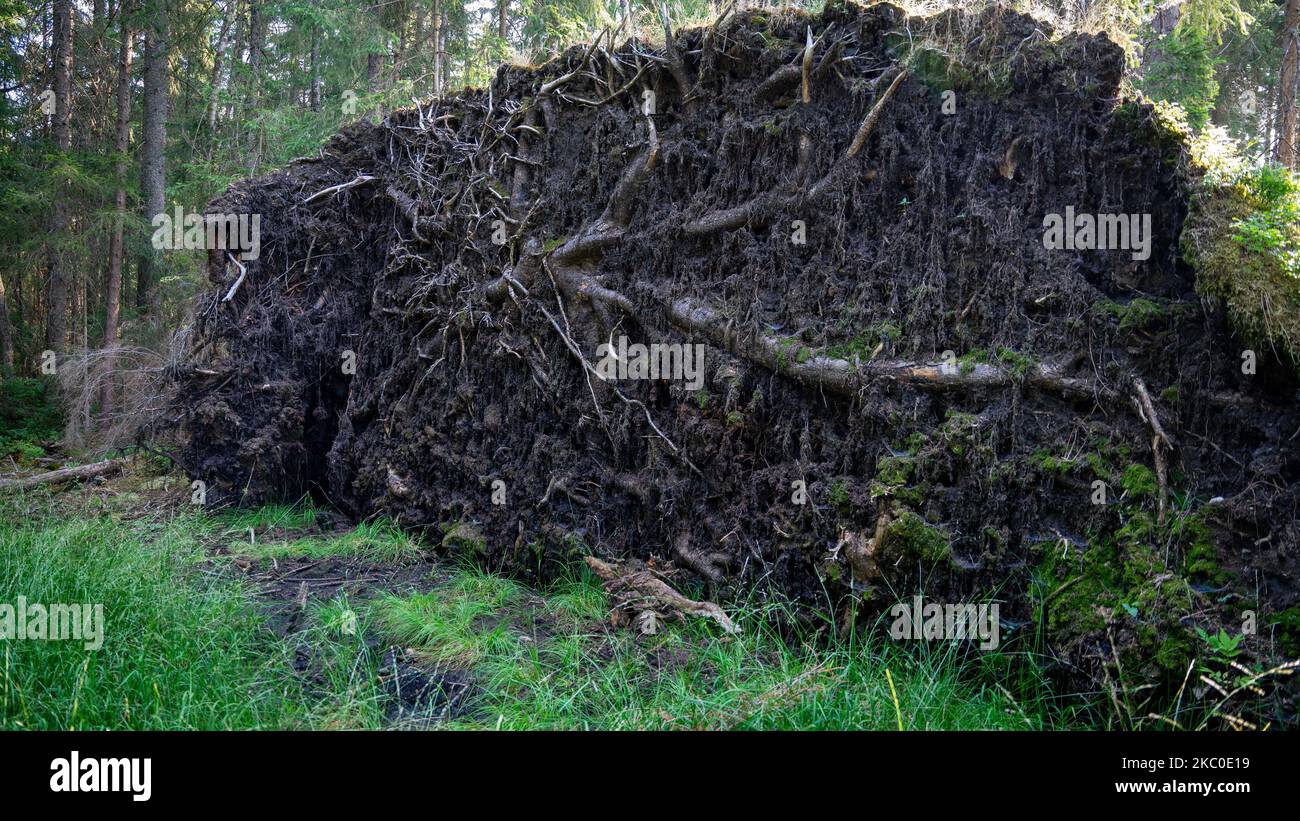 An old fallen tree in Black Forest, Germany Stock Photo - Alamy