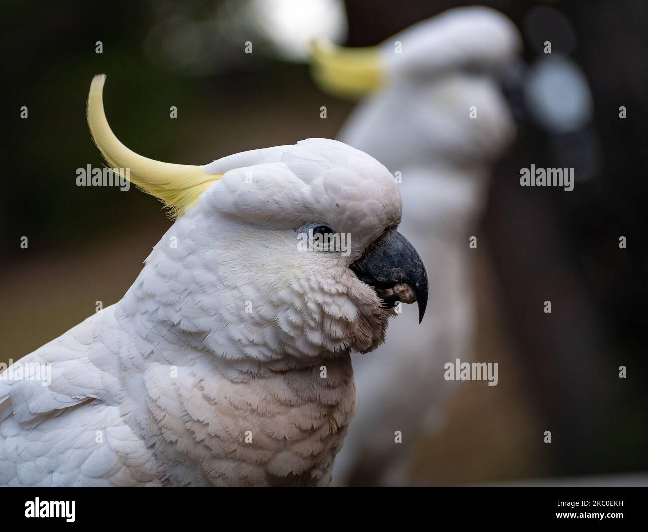 A White cockatoo in the jungle, close-up Stock Photo - Alamy