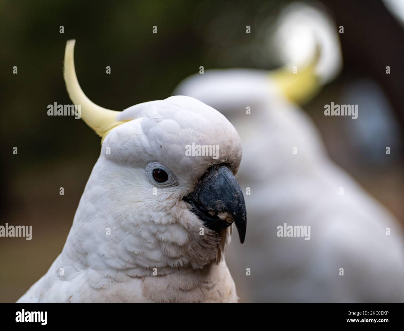 Close up cockatoo head hi-res stock photography and images - Alamy