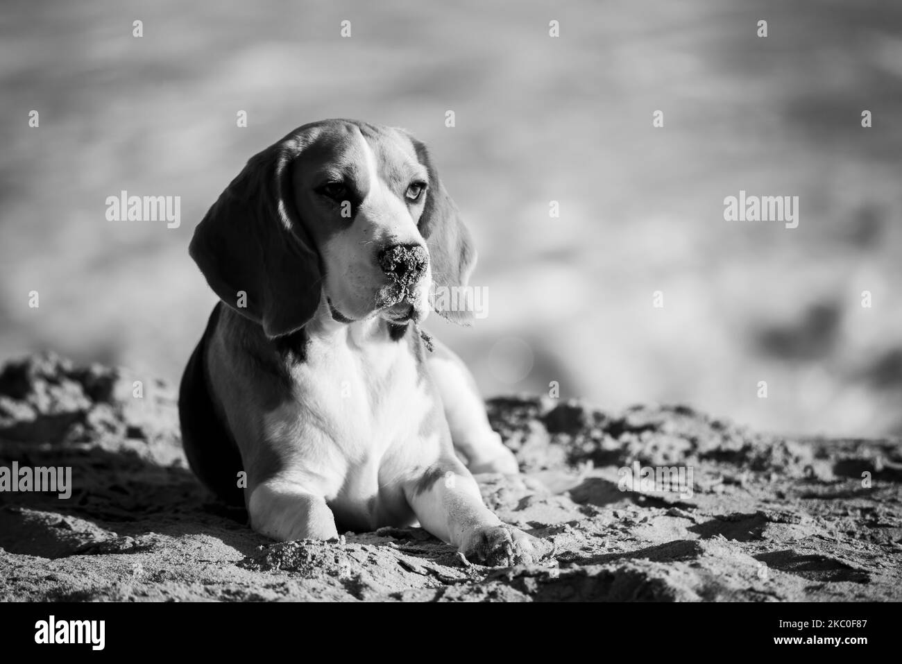 A Beagle dog lying on sandy ground and looking towards Stock Photo - Alamy