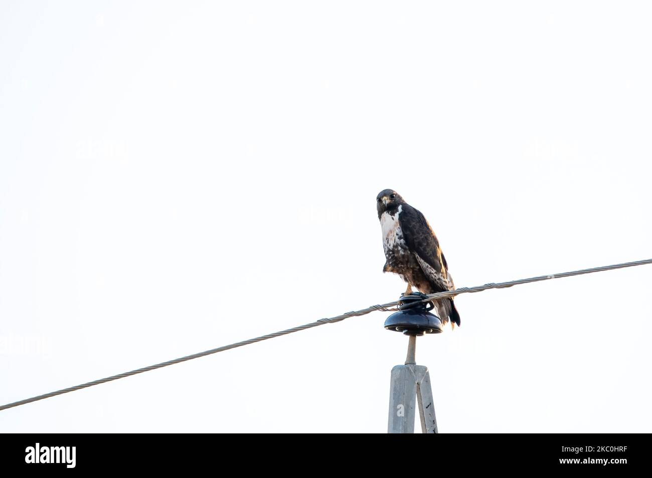 The Jackal Buzzard bird on the overhead tram wires with the foggy light ...
