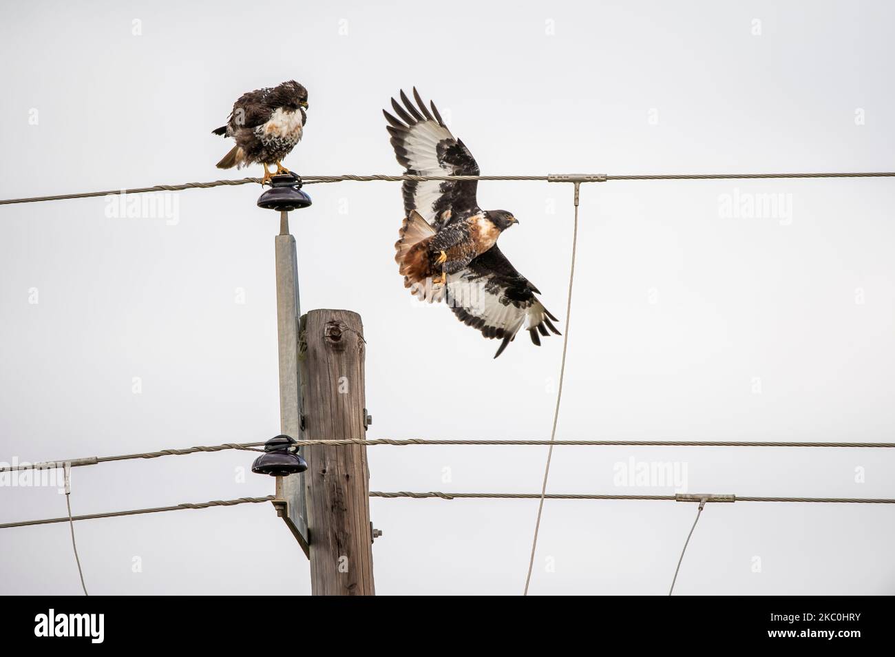 The Jackal Buzzard birds on the overhead tram wires with the foggy ...