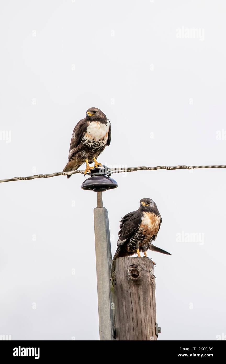 A vertical shot of two big Jackal buzzard birds sitting on a power pole ...