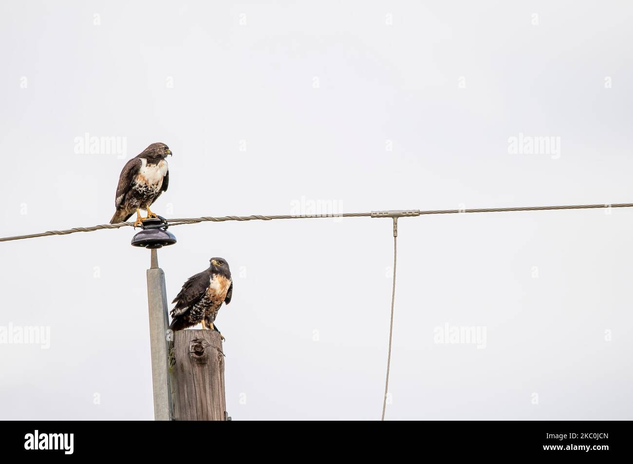 Buzzard sitting on pole hi-res stock photography and images - Alamy