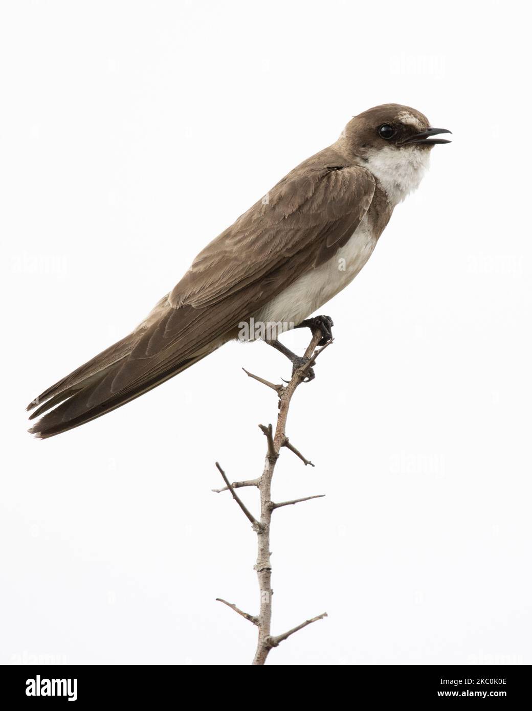 Passerine bird endemic Cut Out Stock Images & Pictures - Alamy