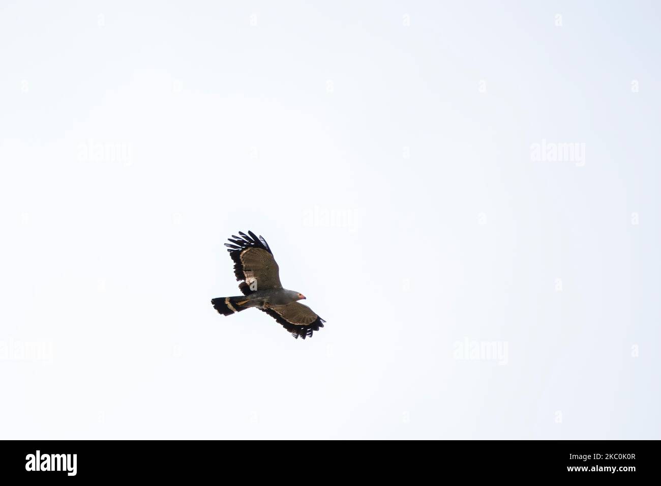 The African Harrier Hawk flying in the foggy light sky, close-up Stock ...