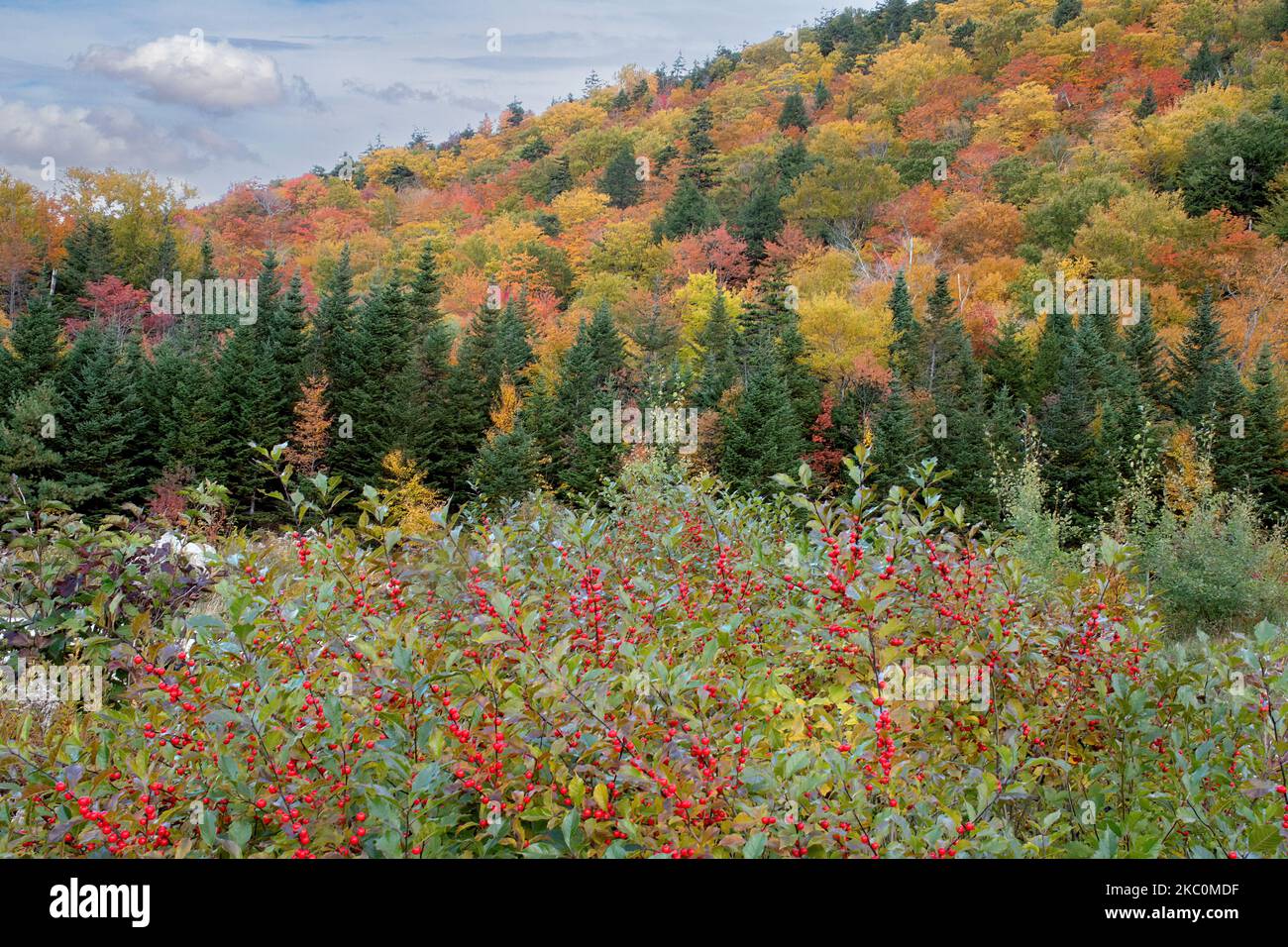 Autumn in New Hampshire. Bright red berries, tall evergreen trees, and ...