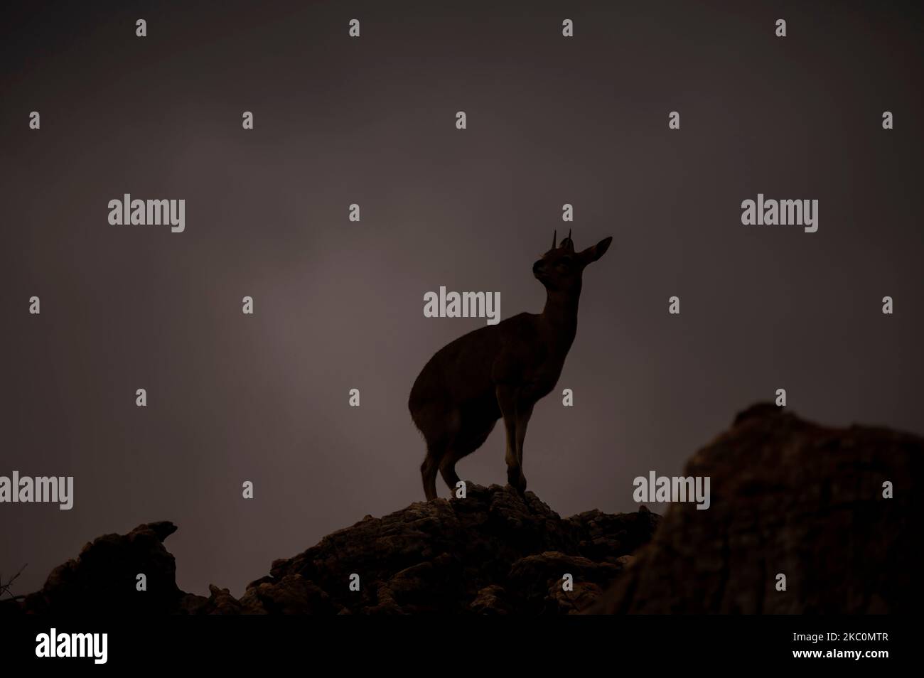 A silhouette of klipspringer standing on rock in background of sky ...