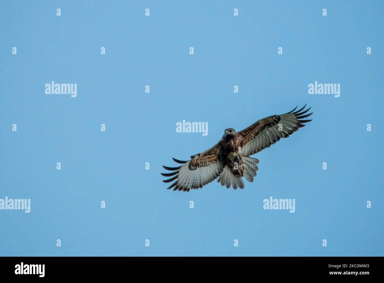 A beautiful jackal buzzard bird flying high against a blue sky Stock ...