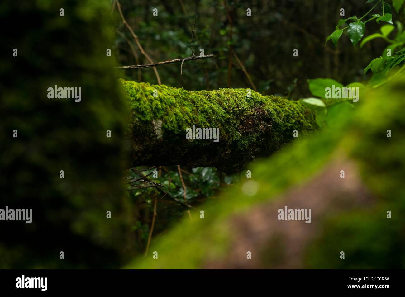 The tree branches covered with green moss in the temperate rainforest ...