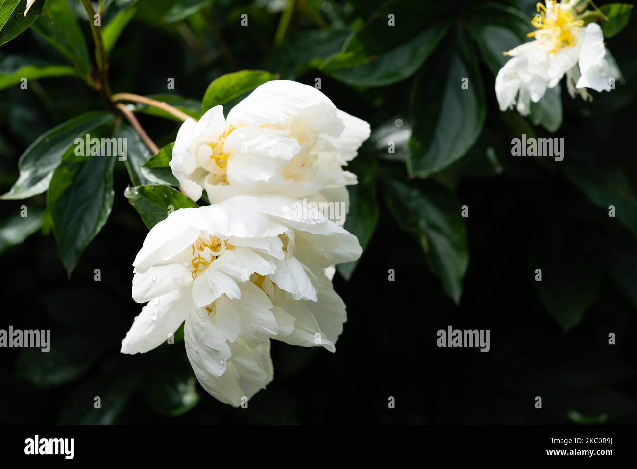The milk White pentecost Rose Paeonia lactiflora Stock Photo - Alamy