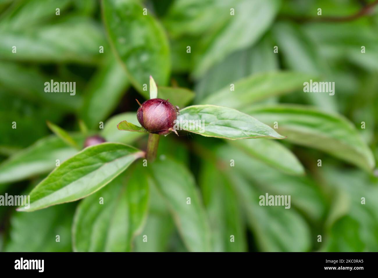 The milk White pentecost Rose Paeonia lactiflora Stock Photo - Alamy