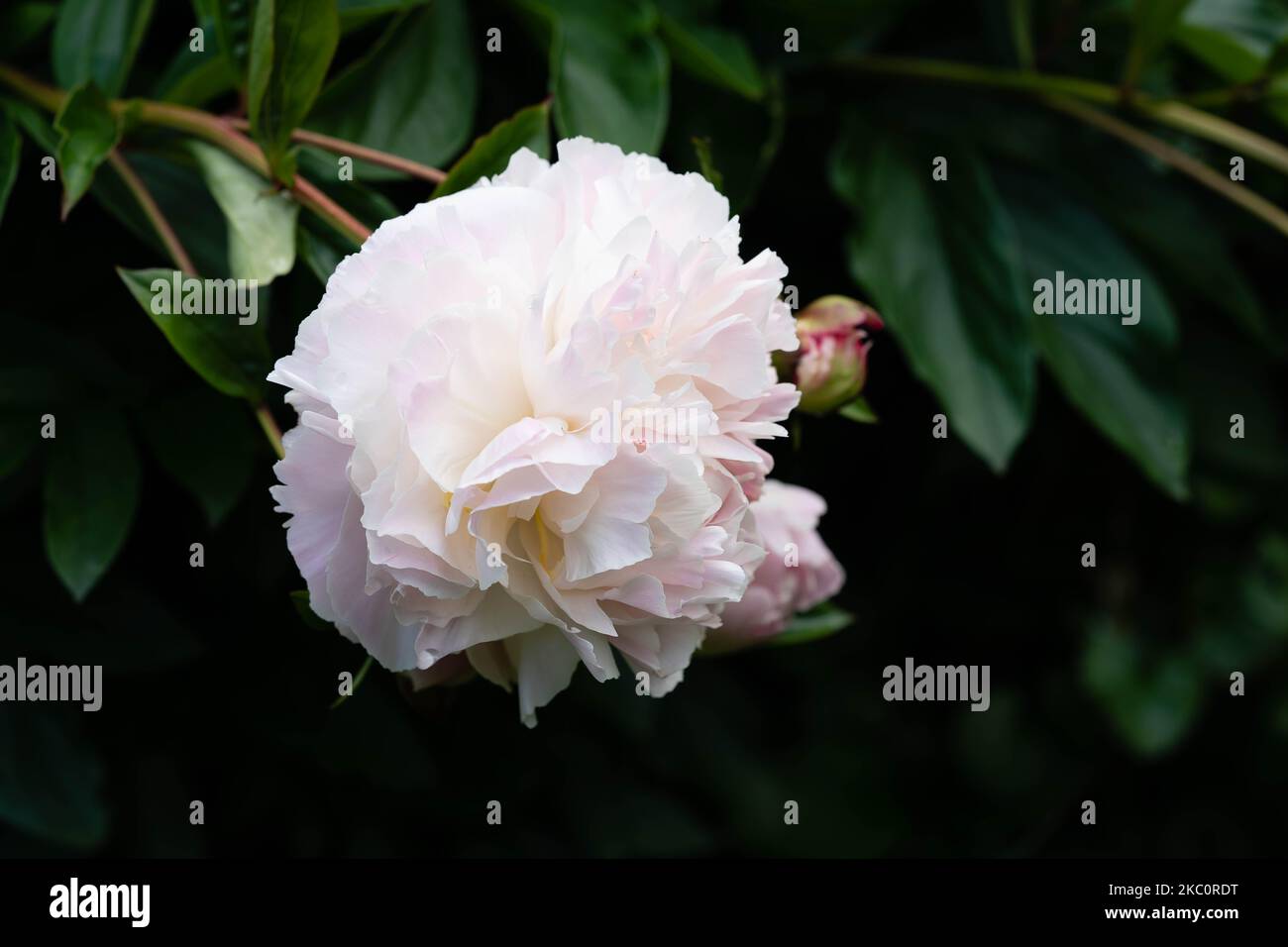 The milk White pentecost Rose Paeonia lactiflora Stock Photo - Alamy