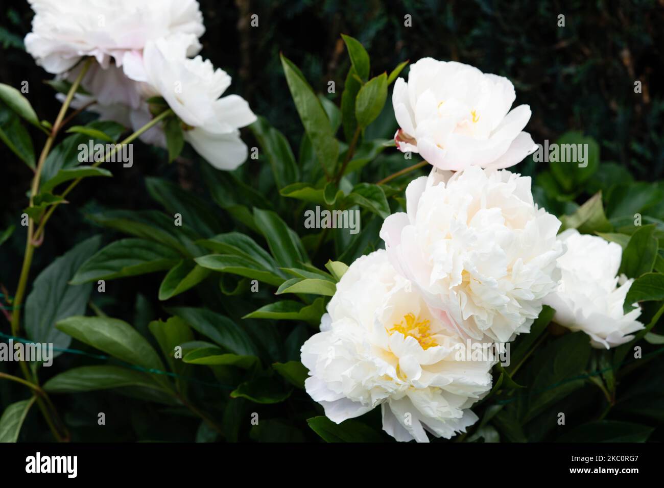 The milk White pentecost Rose Paeonia lactiflora Stock Photo - Alamy