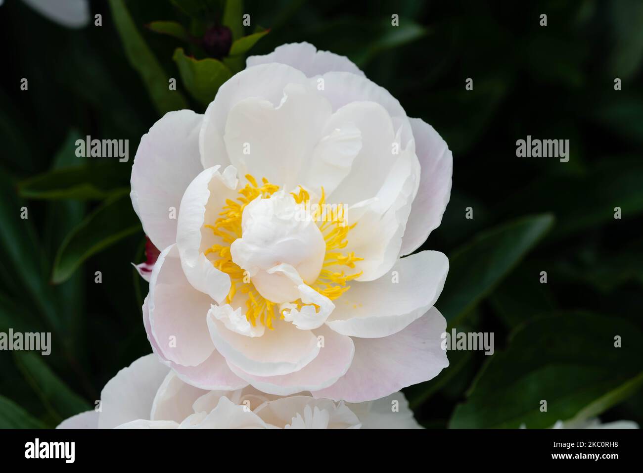 The milk White pentecost Rose Paeonia lactiflora Stock Photo - Alamy