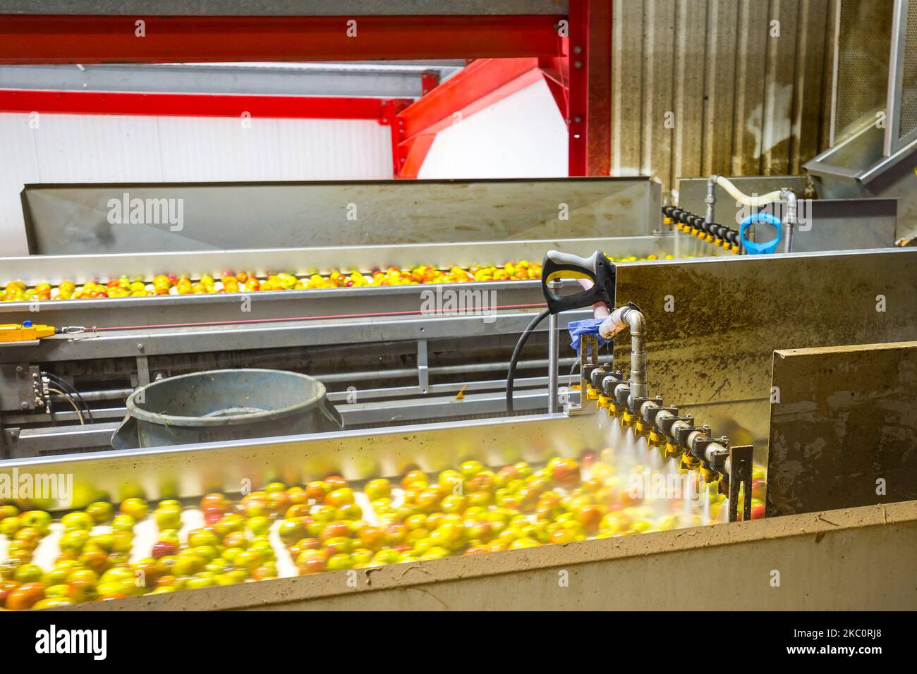 Cider apples on a conveyor being washed before being juiced to make ...