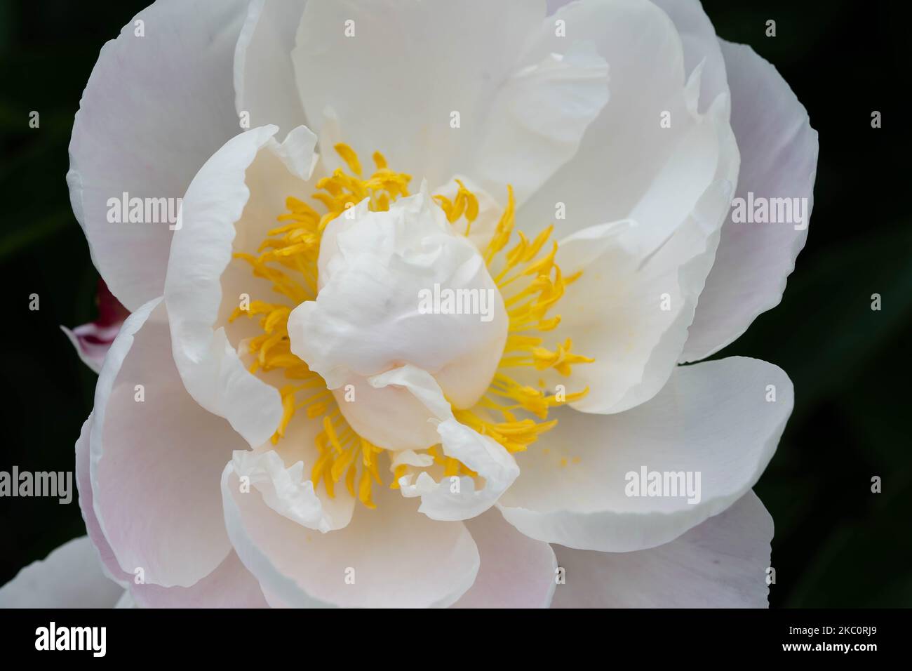 The milk White pentecost Rose Paeonia lactiflora Stock Photo - Alamy