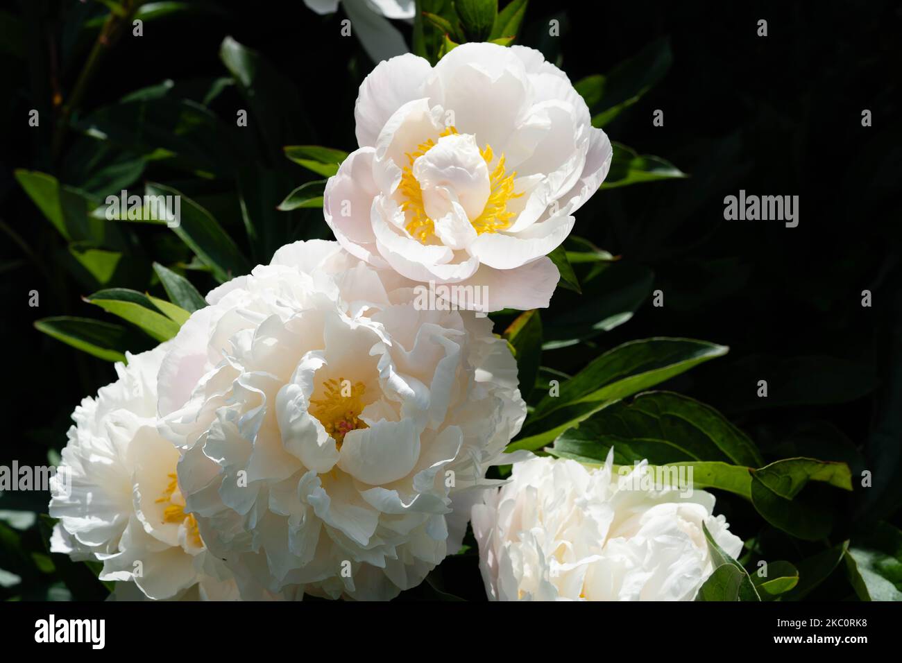 The milk White pentecost Rose Paeonia lactiflora Stock Photo - Alamy