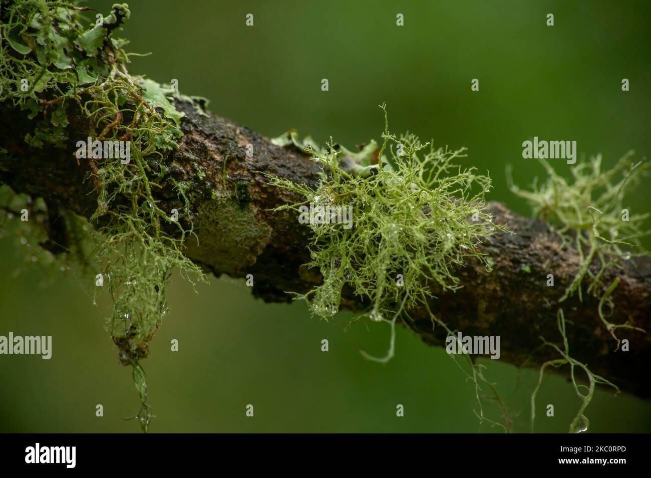 The tree branch covered with green moss in the temperate rainforest ...