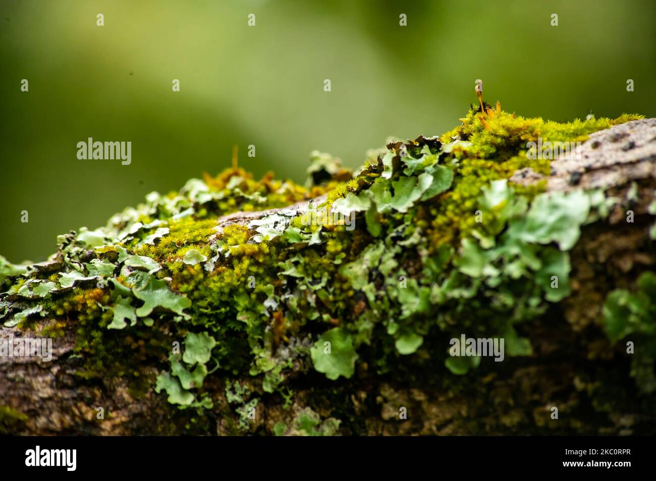The tree branch covered with green moss in the temperate rainforest ...