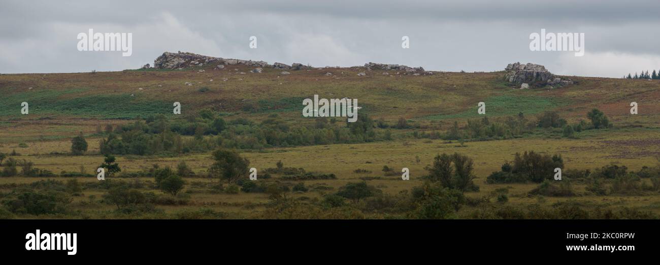 Panorama of beautiful green moor landscape with wild meadow full of ...