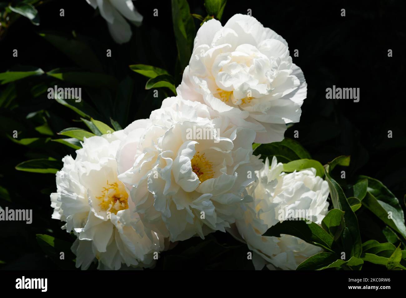 The milk White pentecost Rose Paeonia lactiflora Stock Photo - Alamy