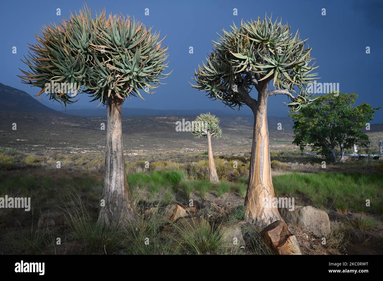 Rare tree hi-res stock photography and images - Alamy