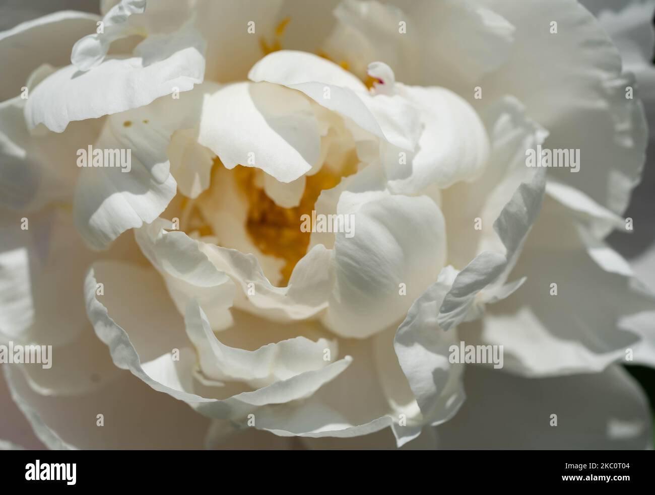 The milk White pentecost Rose Paeonia lactiflora Stock Photo - Alamy