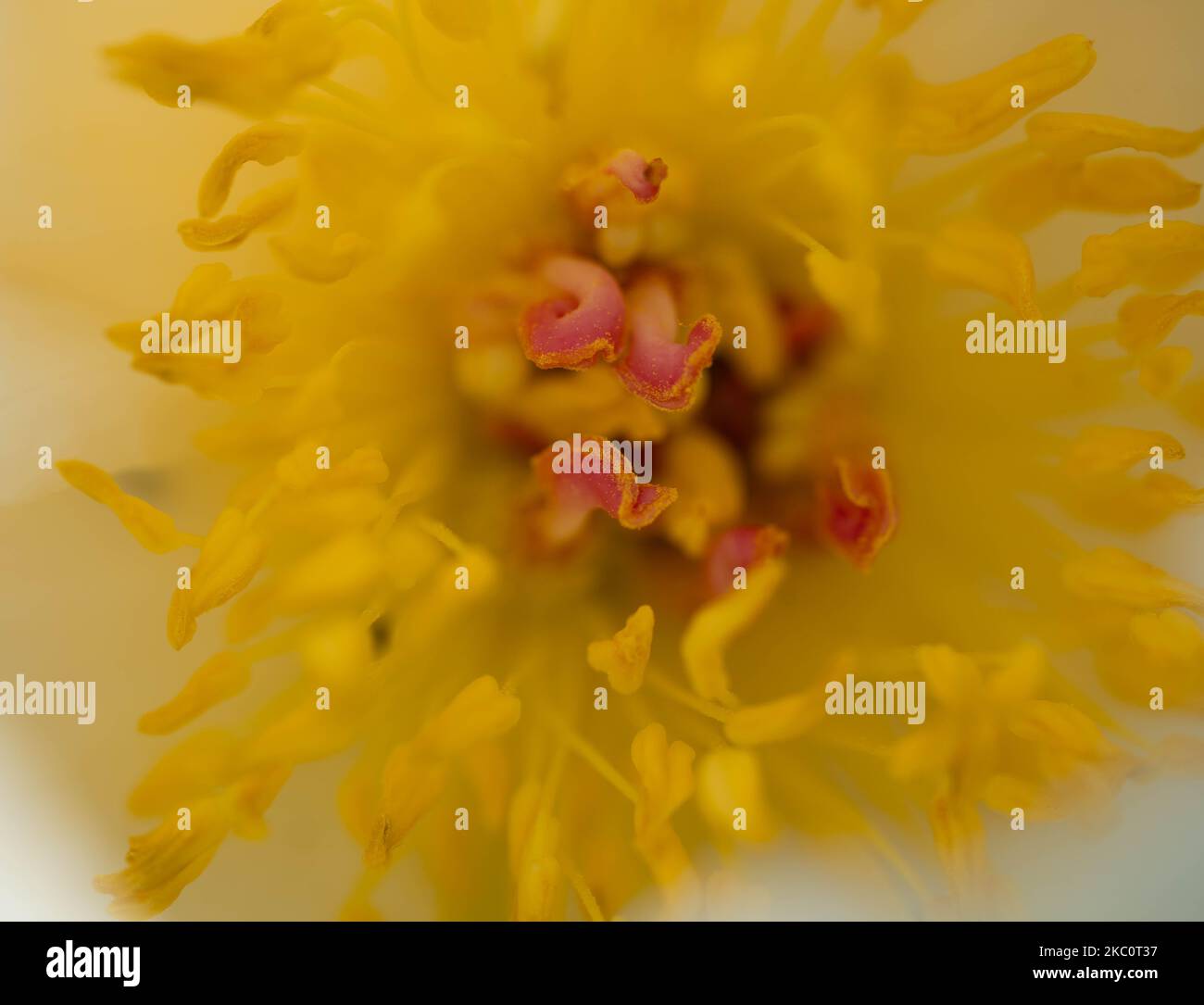 The milk White pentecost Rose Paeonia lactiflora Stock Photo - Alamy