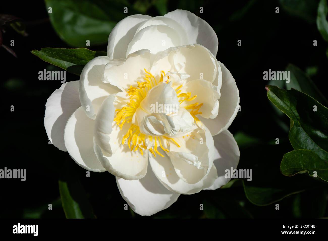 The milk White pentecost Rose Paeonia lactiflora Stock Photo - Alamy