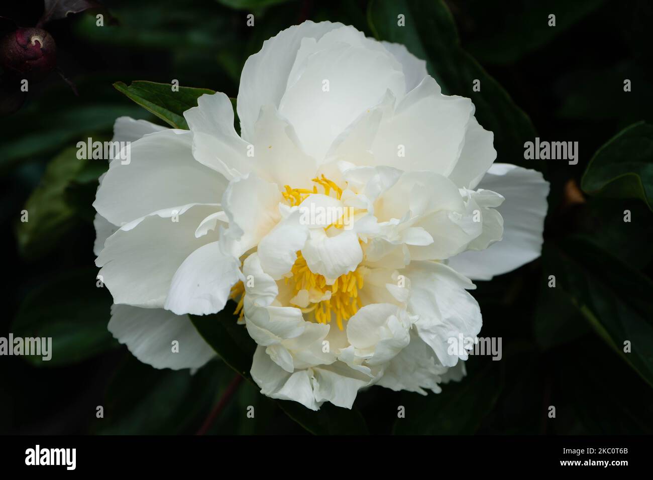 The milk White pentecost Rose Paeonia lactiflora Stock Photo - Alamy